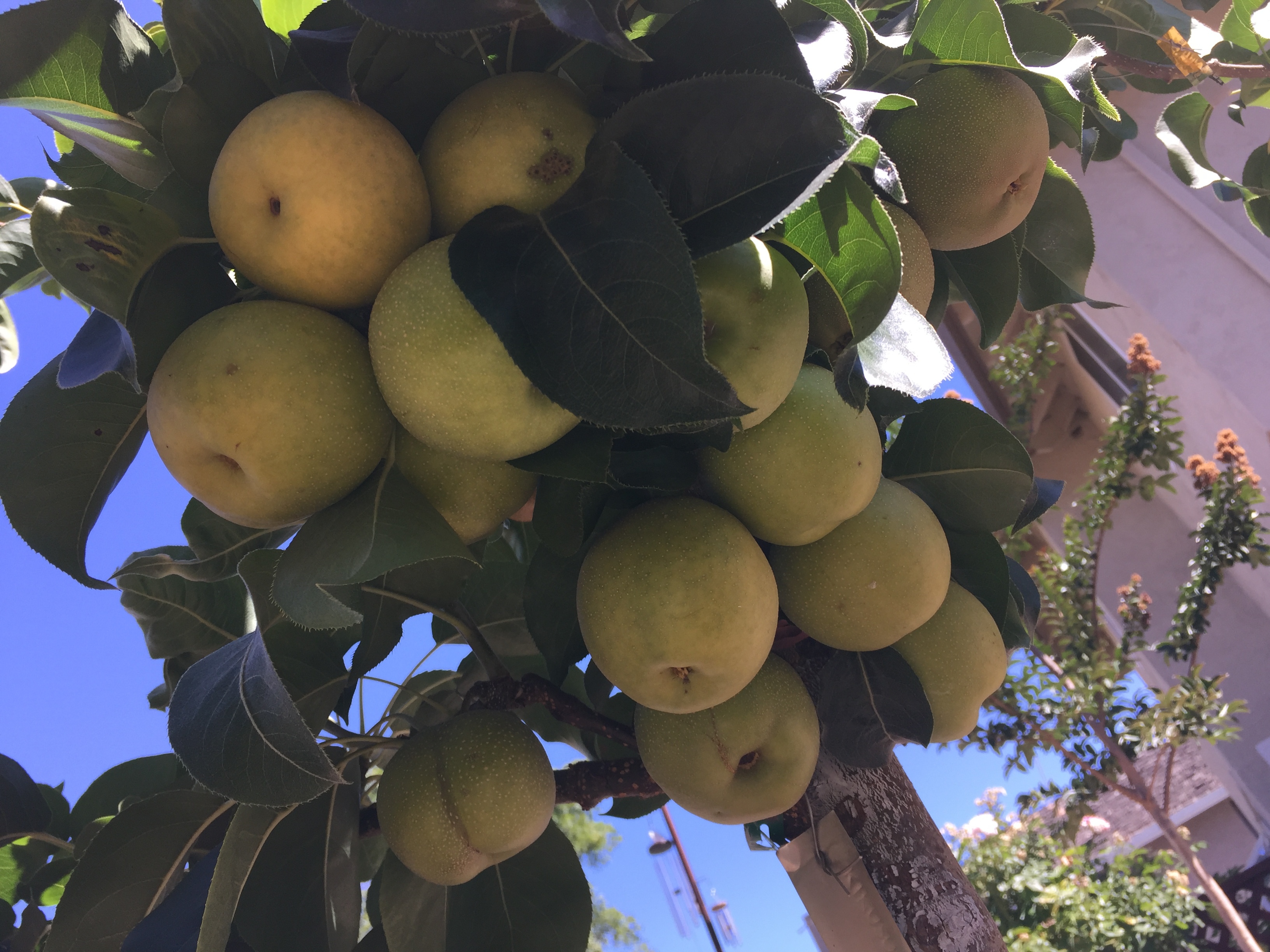 Second round of thinning on my Asian pears - General Fruit Growing ...