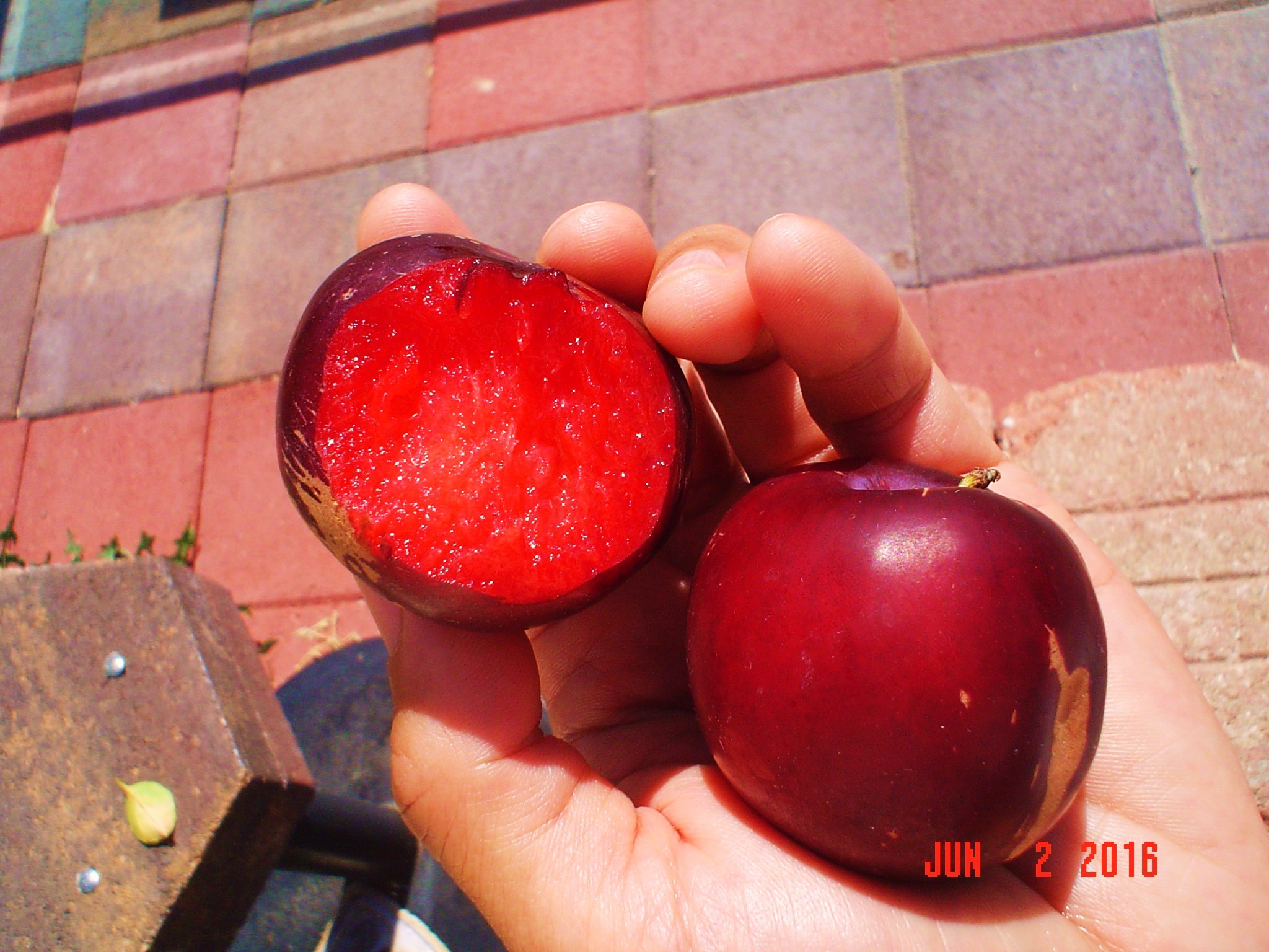 How ripe do you like your plum? - General Fruit Growing - Growing Fruit