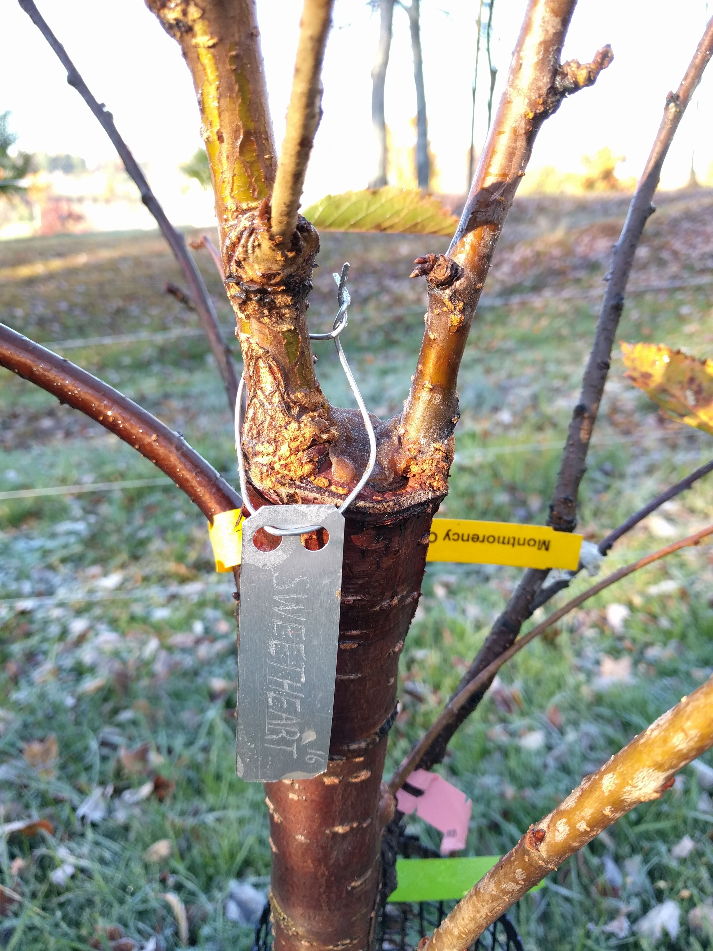 Doc Farwell's Grafting Compound - General Fruit Growing - Growing Fruit